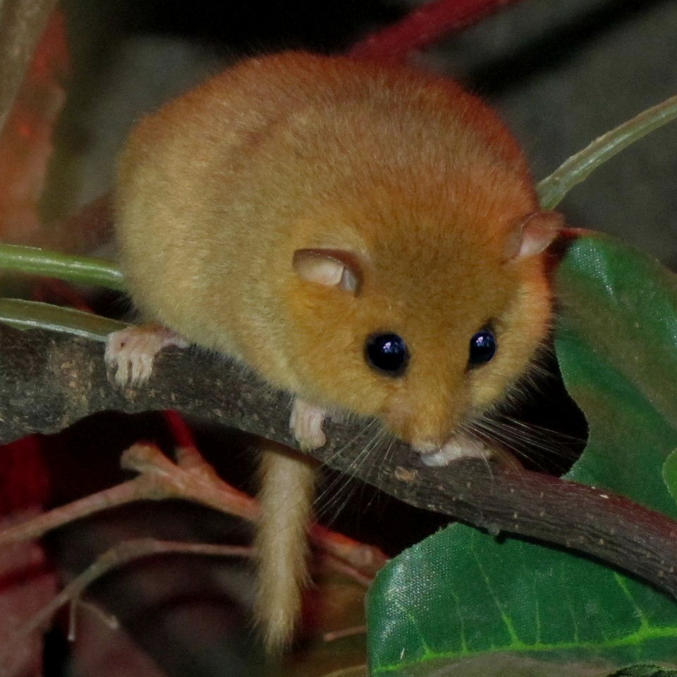 Fauna da Inglaterra: Dormouse - Molho Inglês
